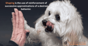 What is Shaping in Psychology? - KnownPsychology